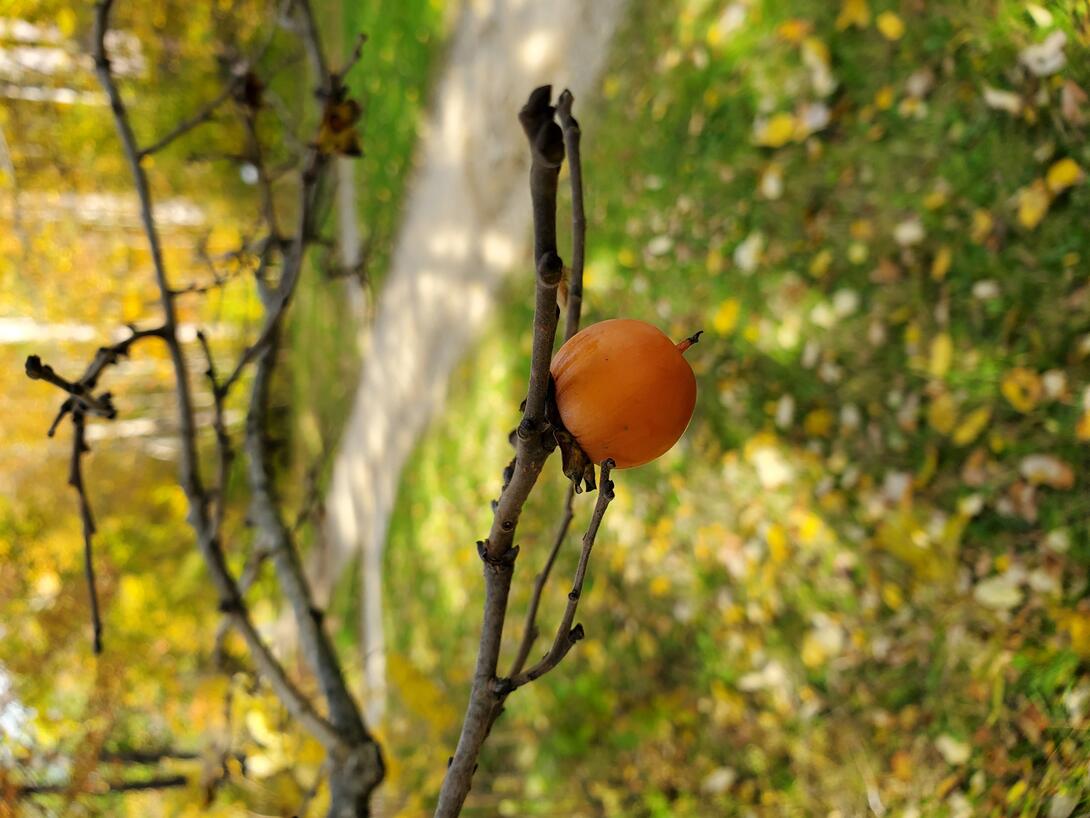 Common Persimmon | CMP Tree Selection Tool